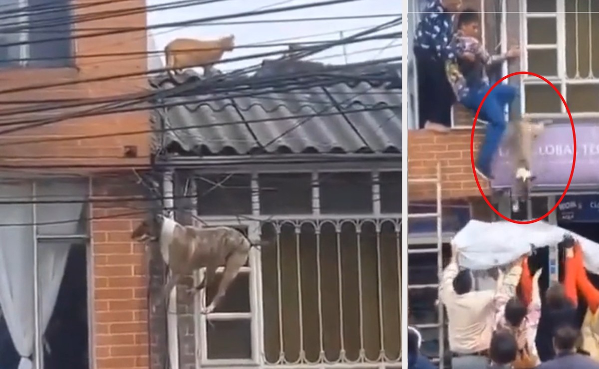 Perro queda atrapado en cables por perseguir a un gato