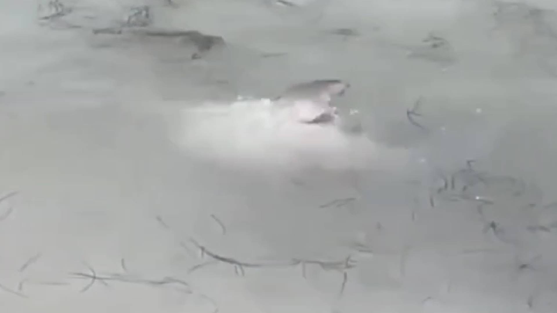 VIDEO: Tiburón herido es captado en costas yucatecas