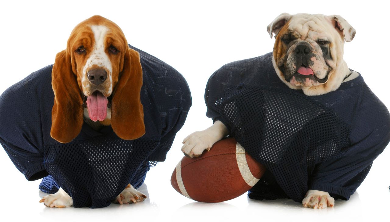 ¿Qué es el Puppy Bowl y cómo adoptar un perrito?