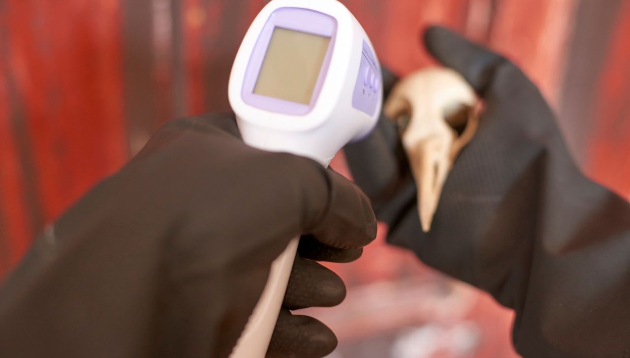 Hay más casos de gripe aviar H5N1 en humanos de lo que se sabe: estudio del CDC