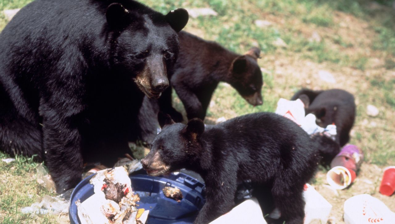 Oso devora la comida de una familia en Tennessee, Estados Unidos