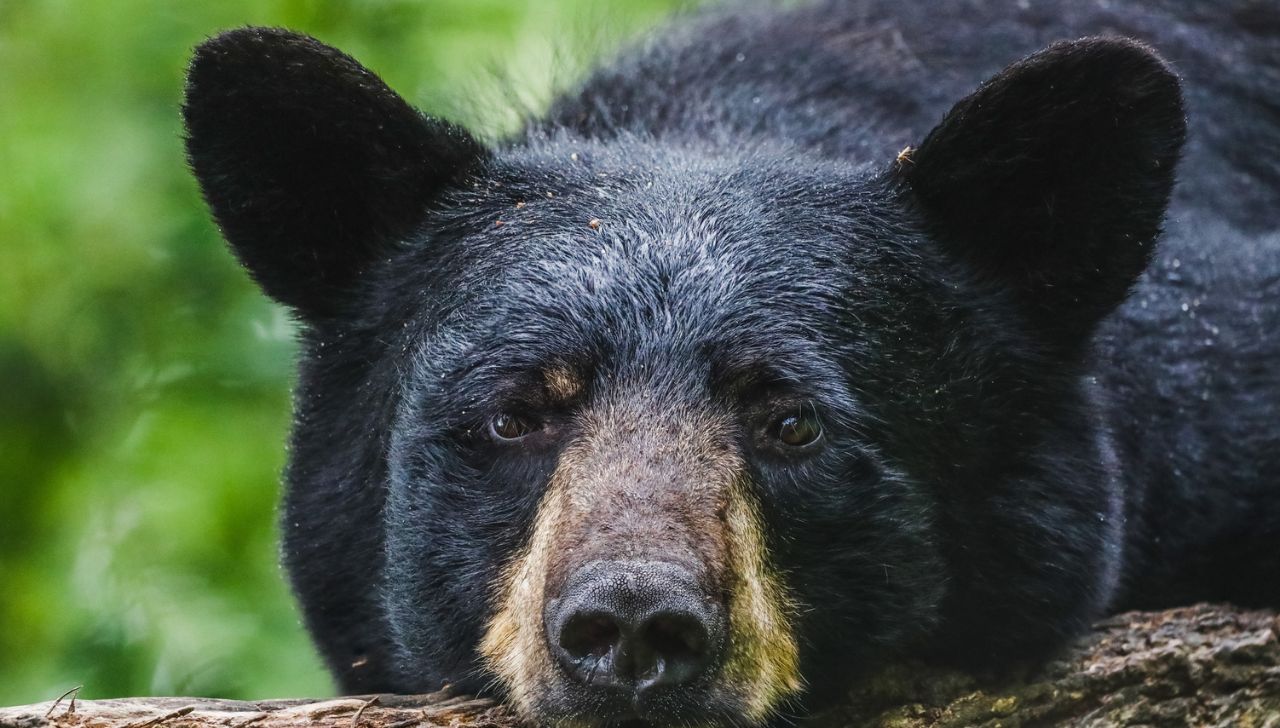 Oso llega a comerse la comida en una fiesta
