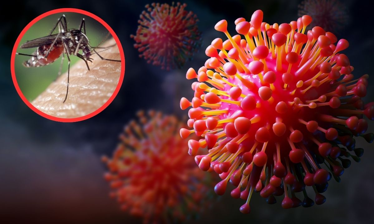 ¿Qué es el virus chandipura? síntomas, tratamiento y cómo afecta a los ...