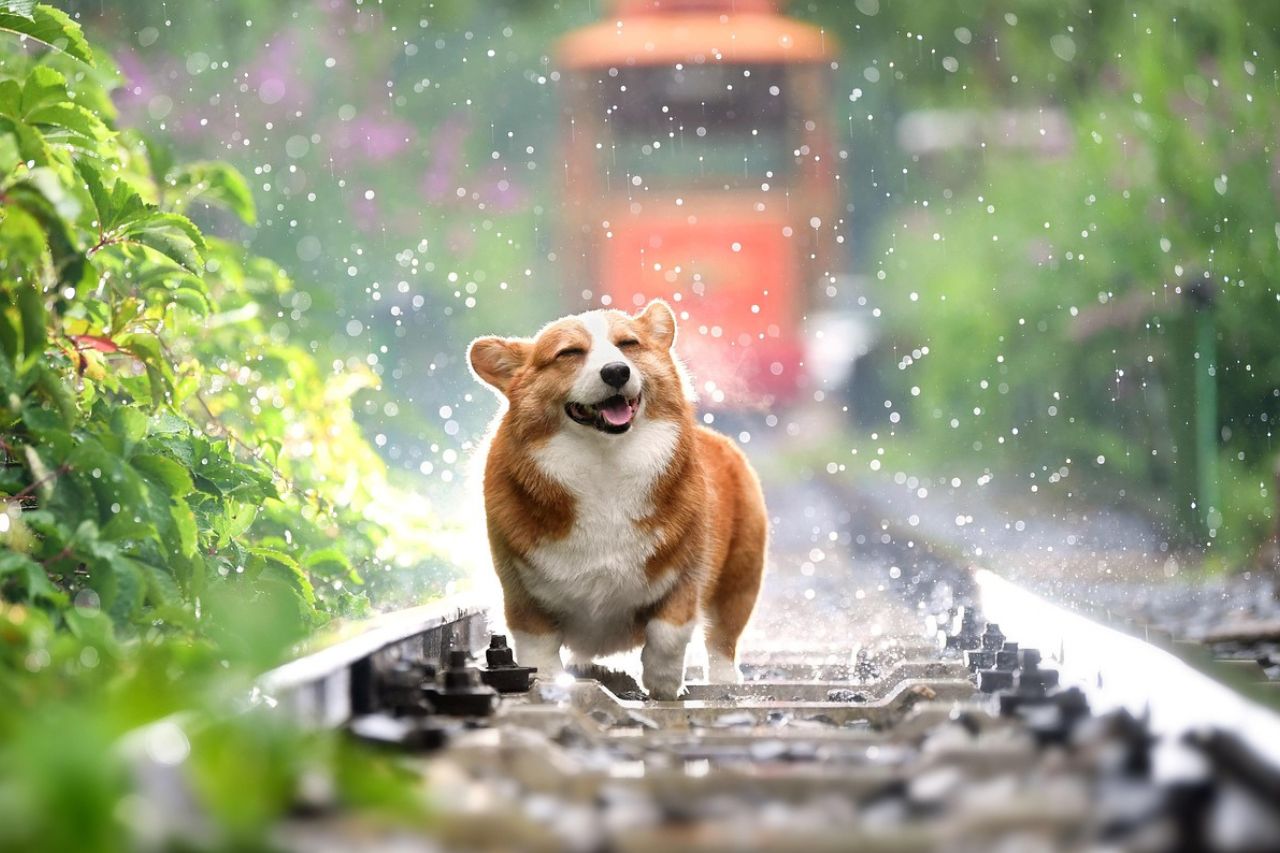 ¿Cuáles son las razas de perro más comunes en el mundo?