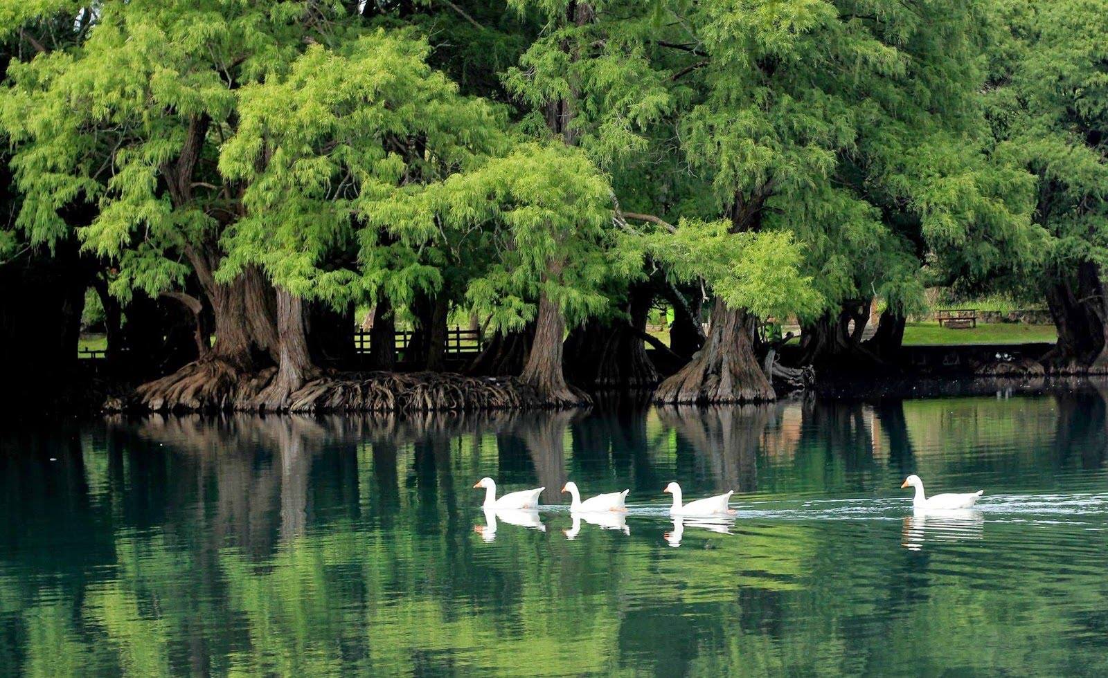Sorprende a tu pareja con un paseo en un lago michoacano