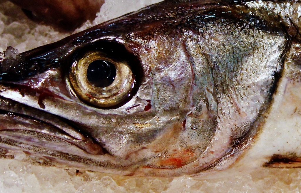 'Pez zombi': el platillo que causa sensación en China