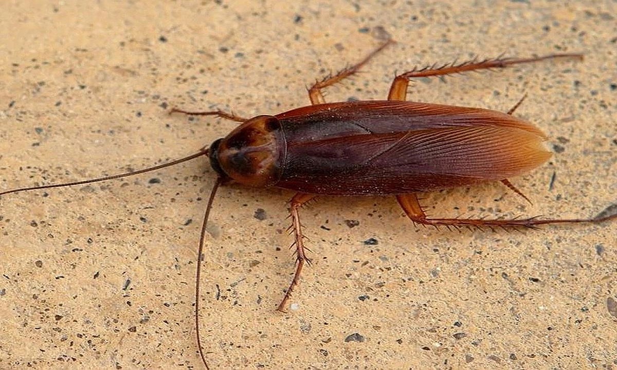 Puedes bautizar a una cucaracha con el nombre de tu ex