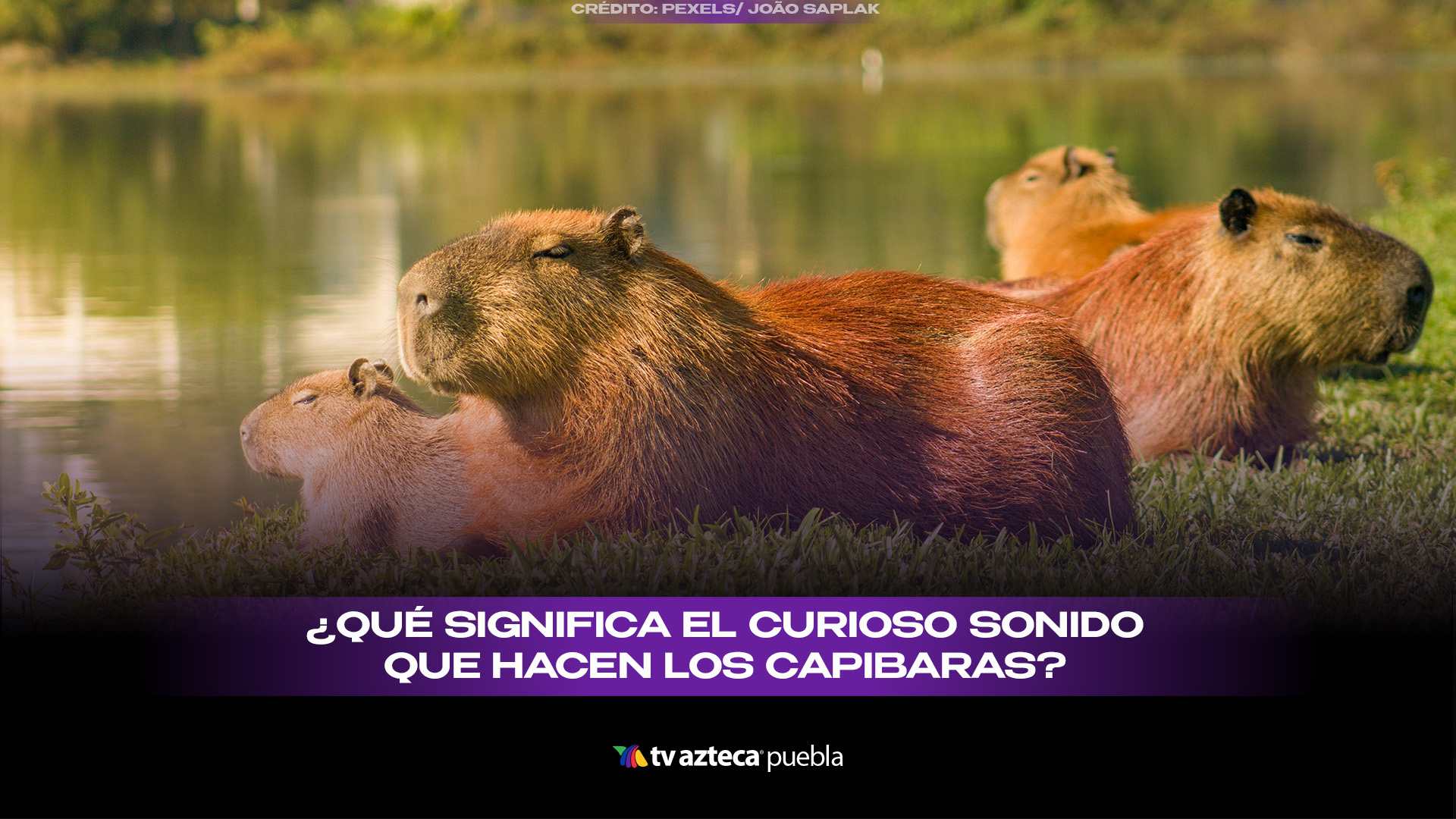 Cómo se comunican los capibaras y qué significan sus sonidos