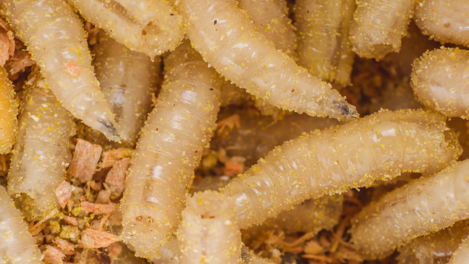 Confirman primer caso de miasis en humanos por gusano barrenador en Chiapas