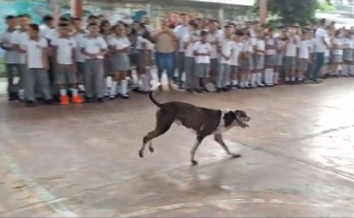 VIDEO: Perrito que vive en la escuela recibe feliz a los alumnos de ...