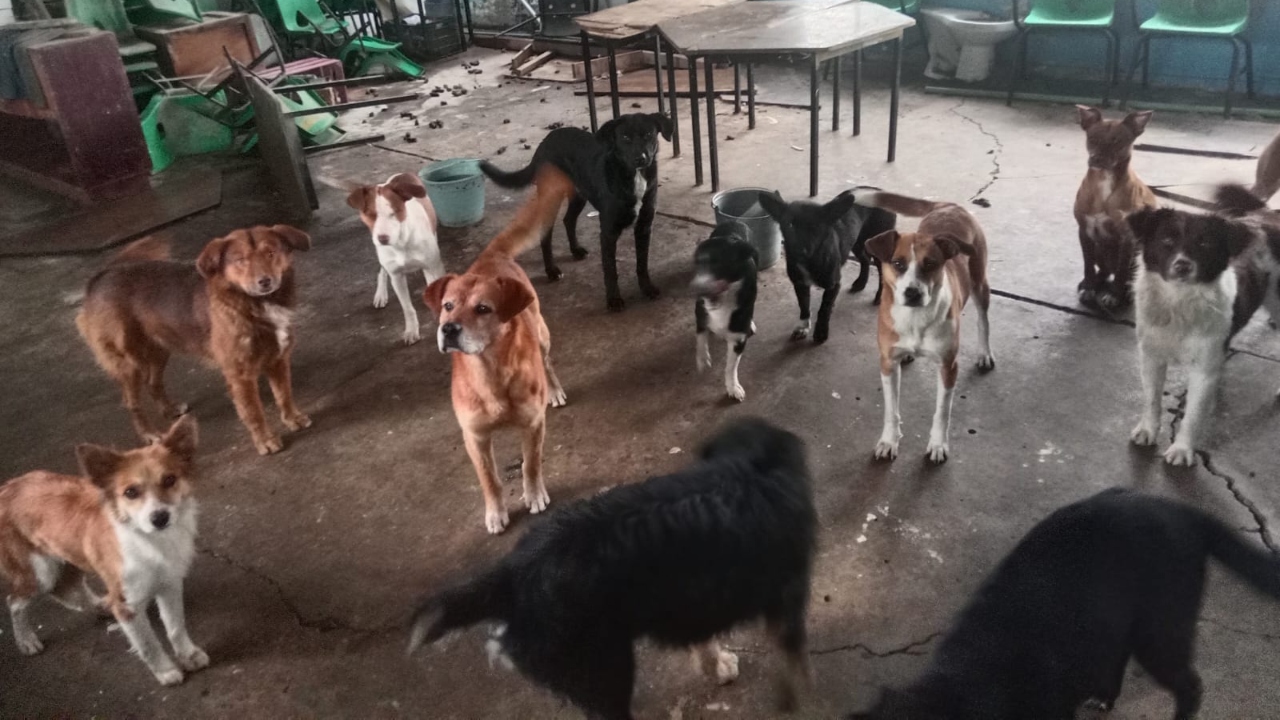 Jauría de perros mata a señora de limpieza en primaria en Edomex ...