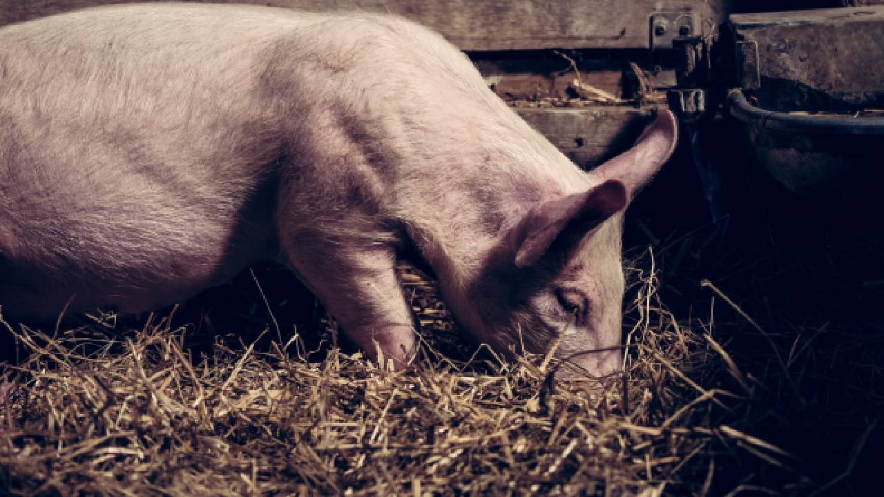 Carnicero es ASESINADO por el cerdo que iba a sacrificar