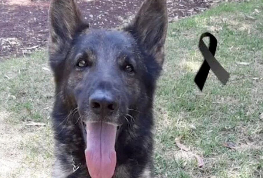 Revelan las causas de la muerte de Proteo, perro rescatista