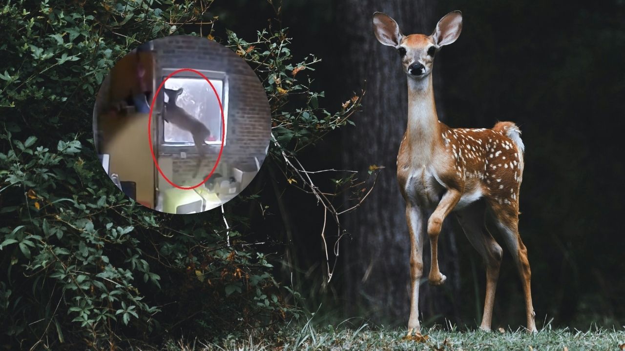Estados Unidos: Venado entra a tienda en Iowa y la destroza (VIDEO)