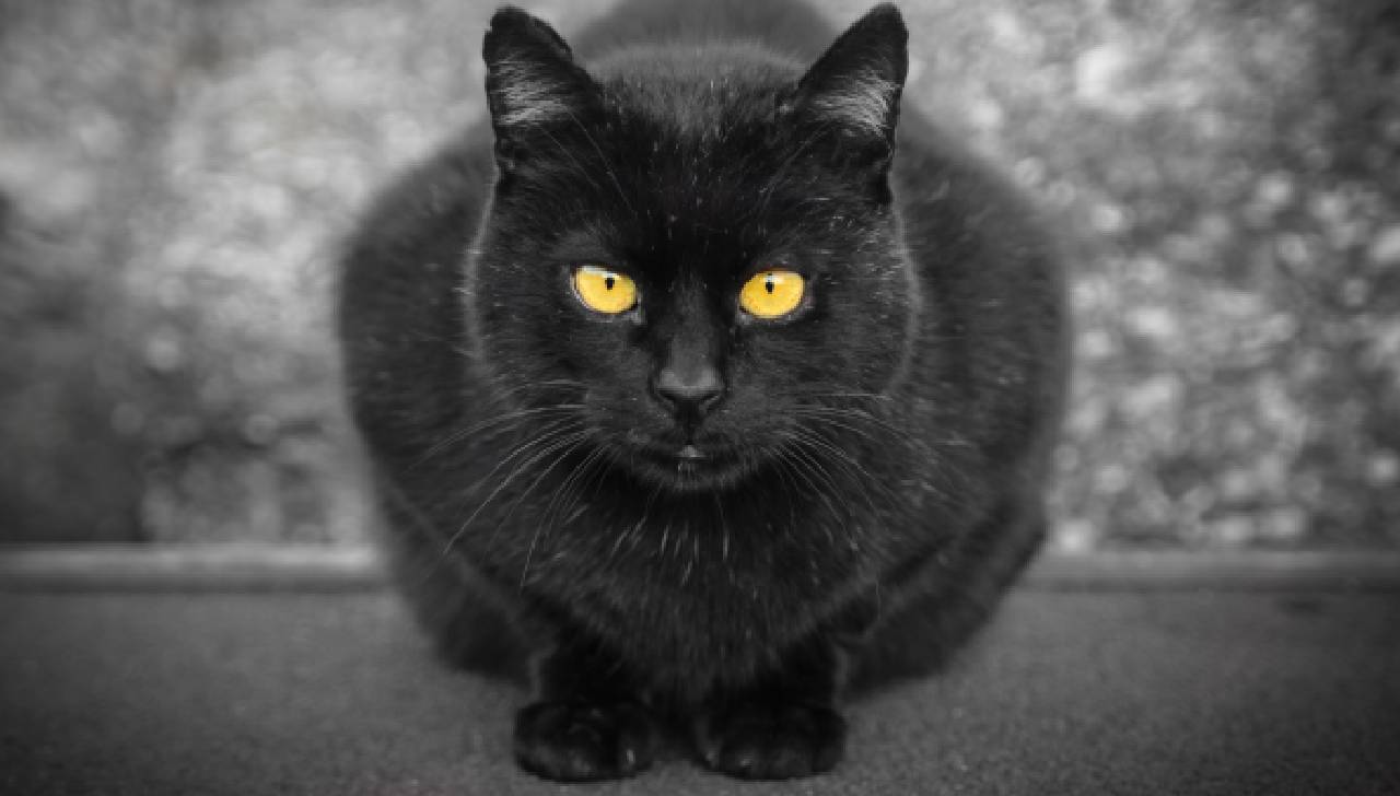 Gato radioactivo provoca la alerta máxima en Fukuyama, Japón