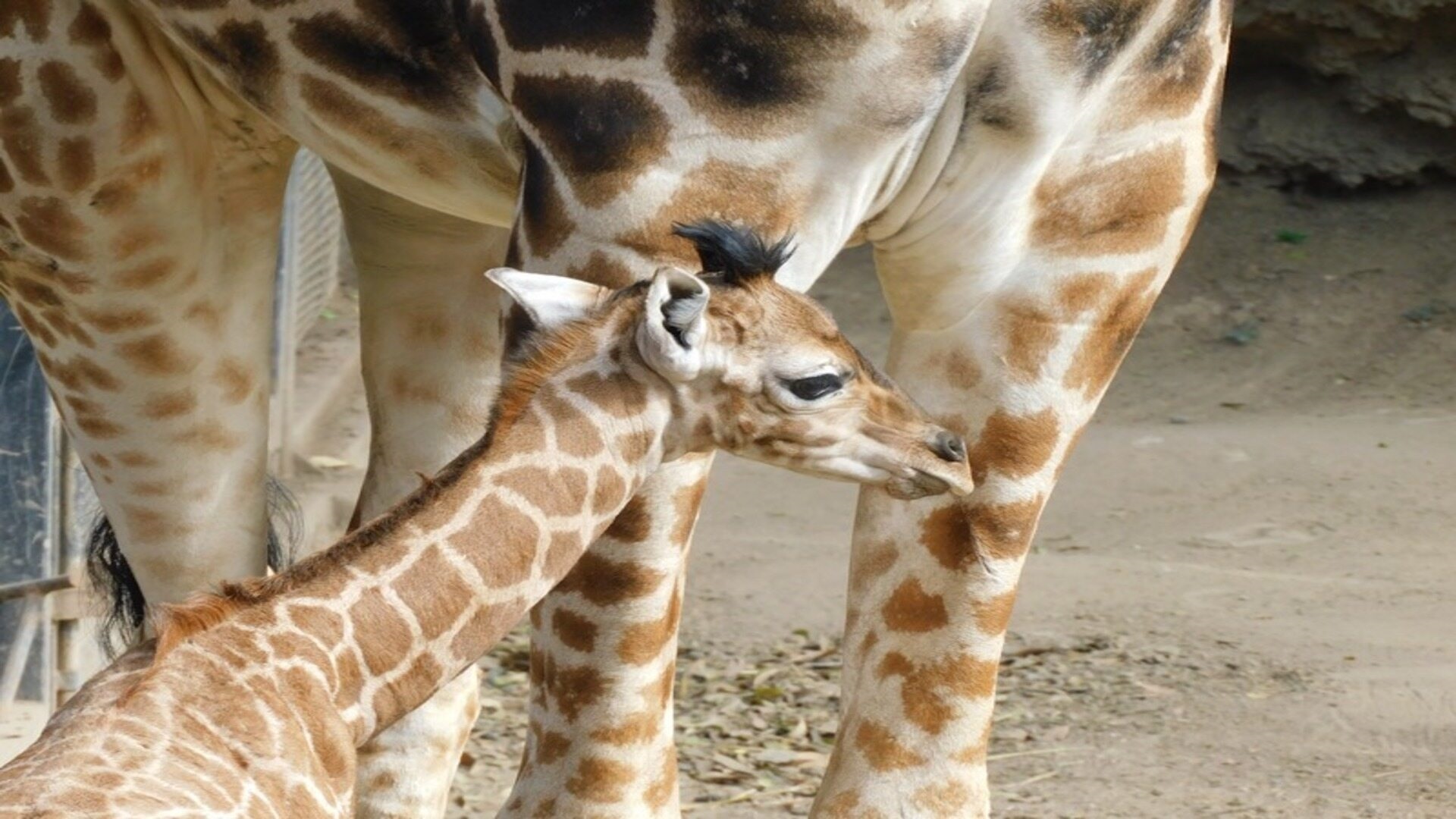 Nace cría de jirafa en zoológico de Chapultepec