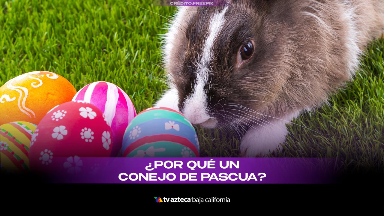 Historia del conejo de Pascua y su origen sorprendente