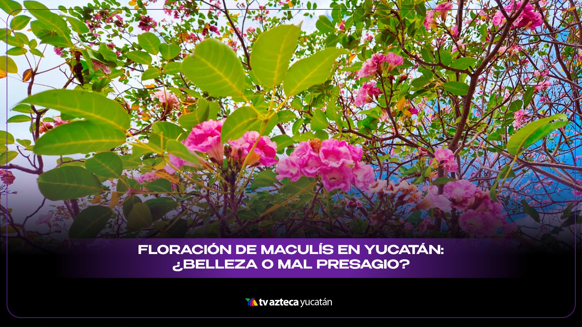 Floración de maculís en Yucatán: significado, mitos y explicación ...