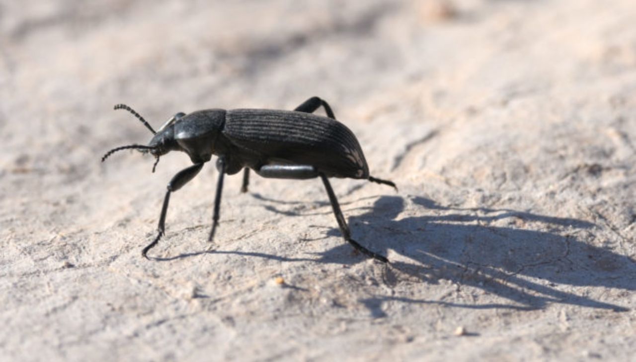 Pinacate ¿Cómo identificar al insecto que al matarlo apesta tu casa por ...