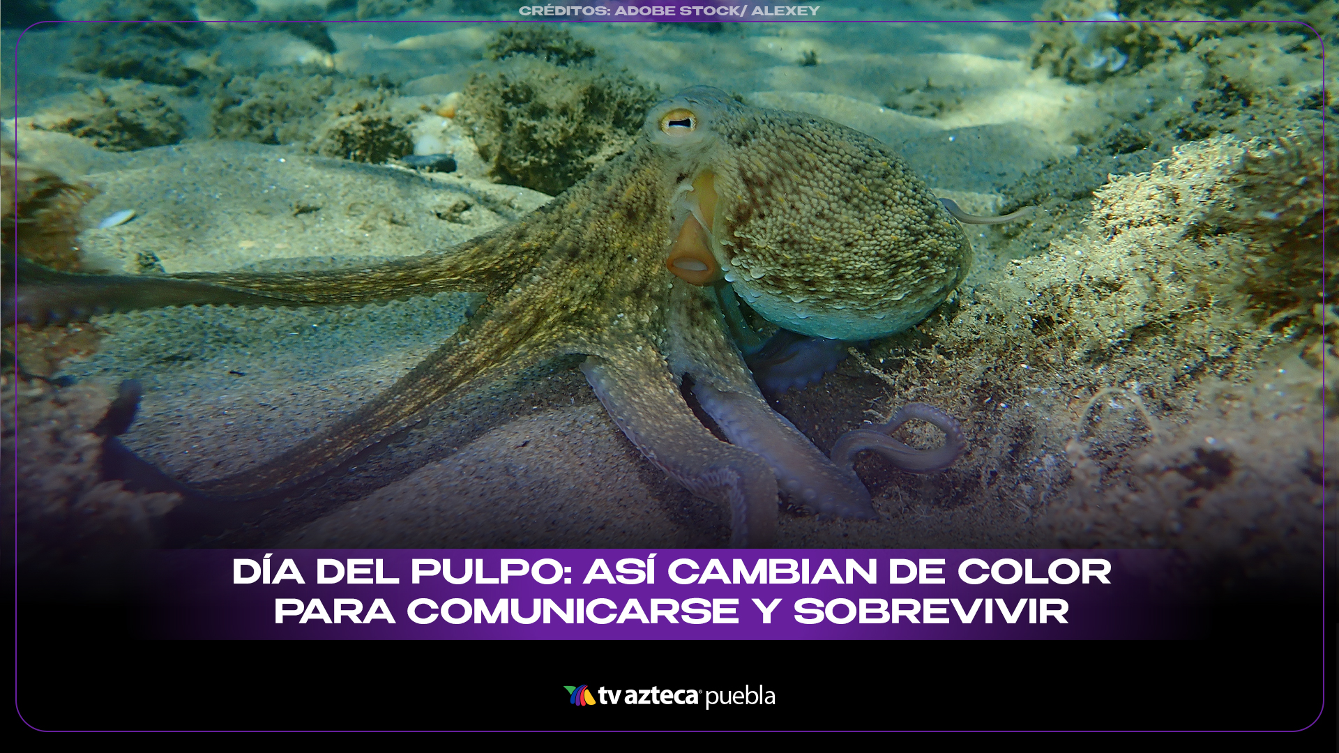 Por qué los pulpos cambian de color y qué significa este comportamiento