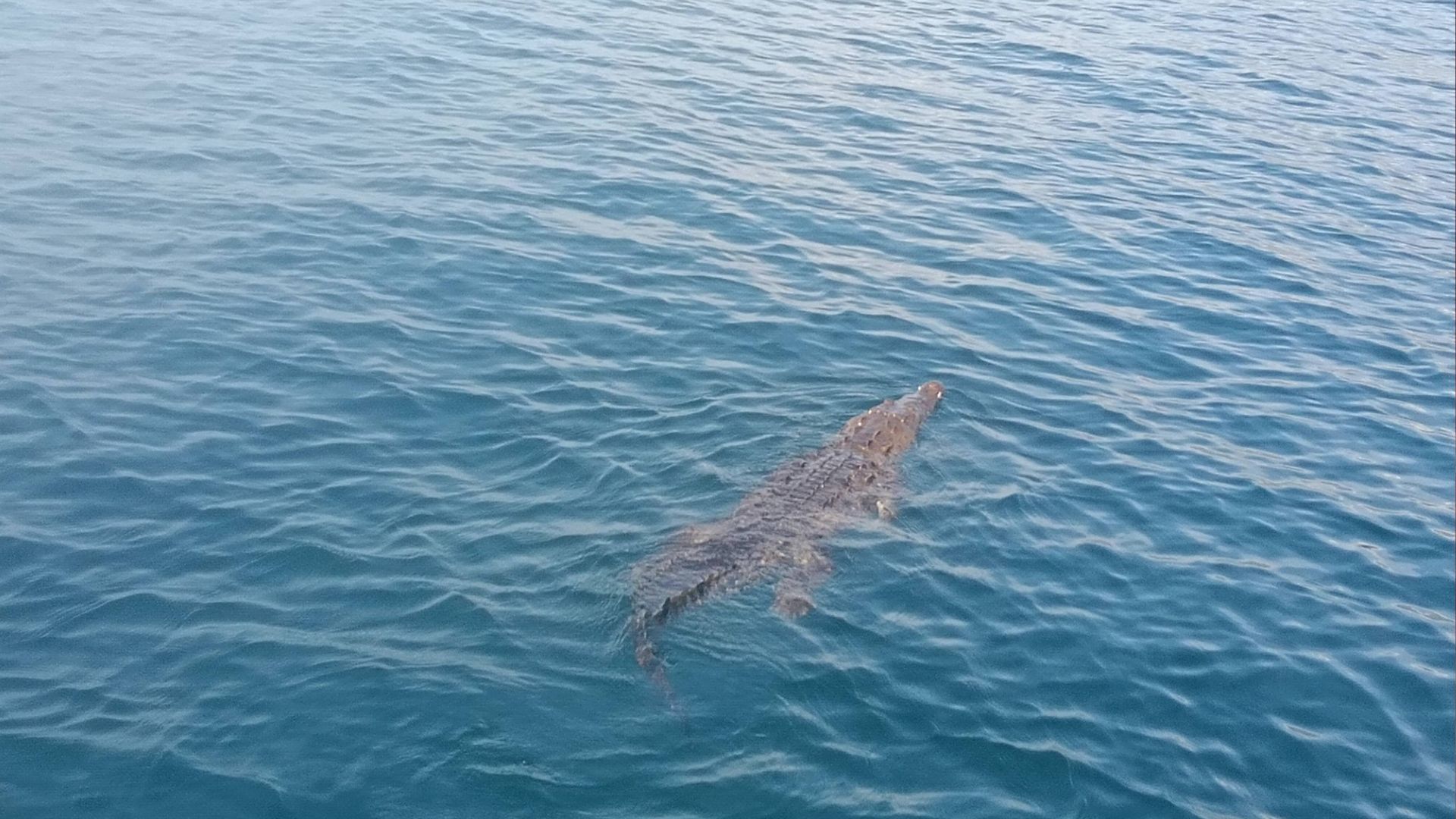 ¡Hay alerta! Graban a cocodrilo nadando en el mar de Manzanillo, Colima