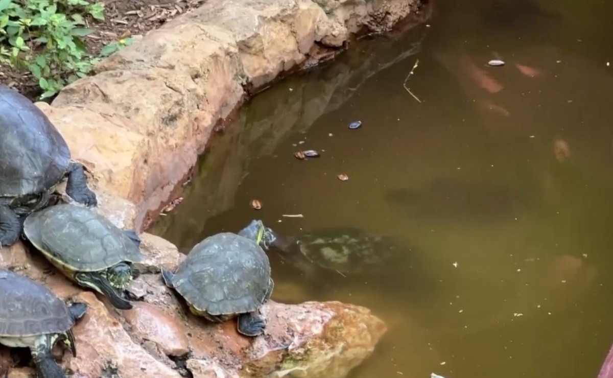 Evidencian malas condiciones del Parque Zoológico del Centenario