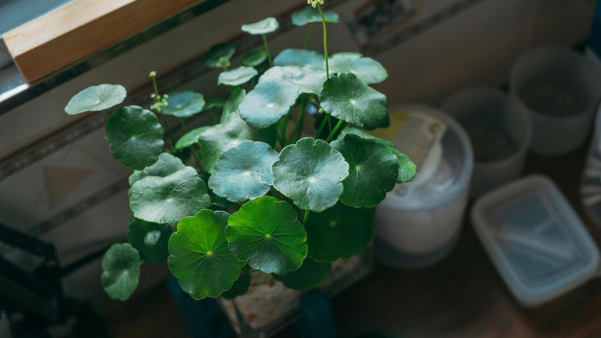 Centella asiática: ¿Cuáles son los beneficios de esta planta?