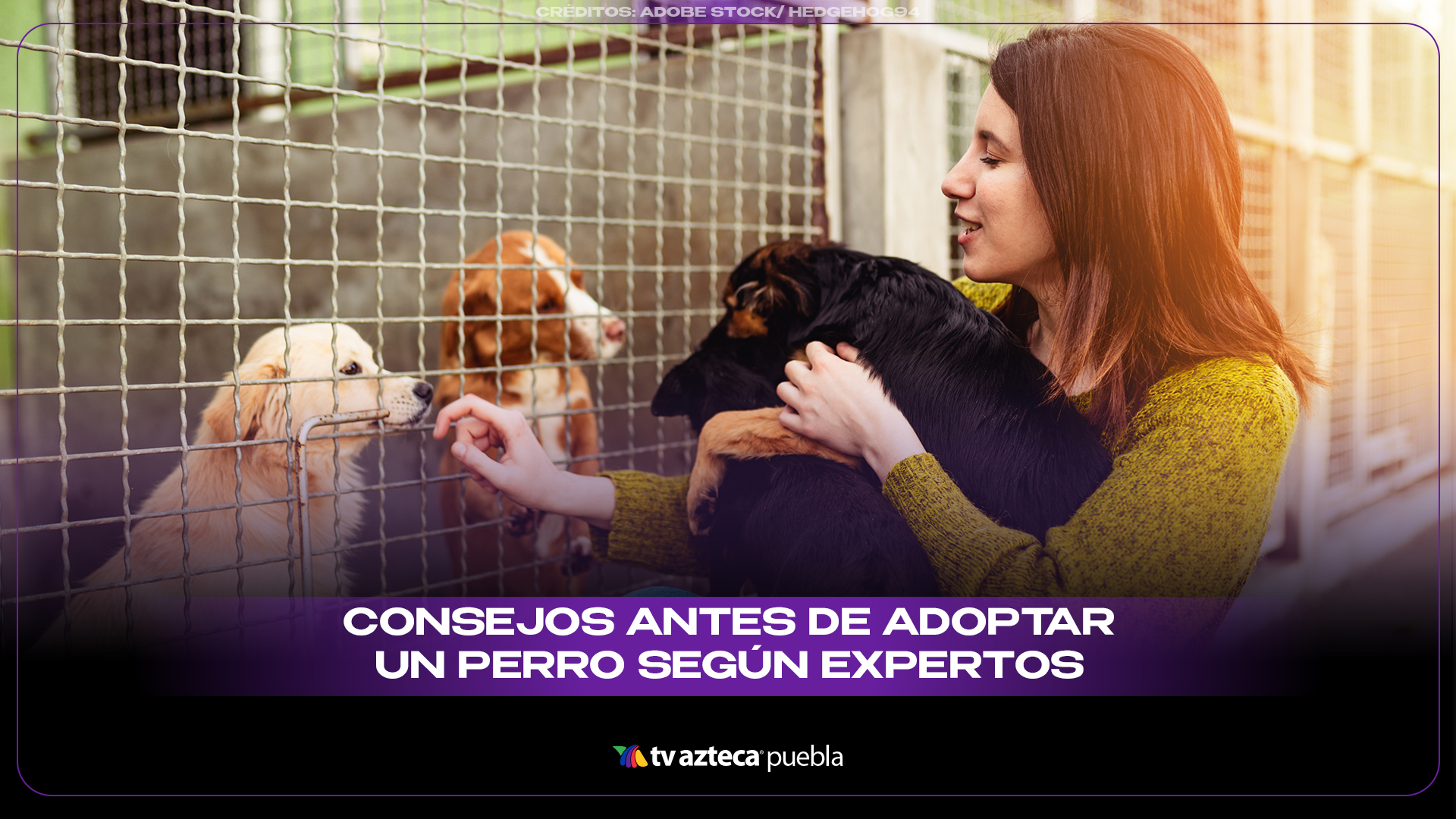 Adoptar un perro: compromiso, amor y mucha paciencia