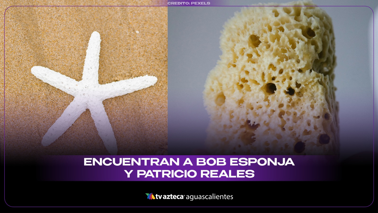 Las versiones reales de Bob Esponja y Patricio en el fondo del Atlántico