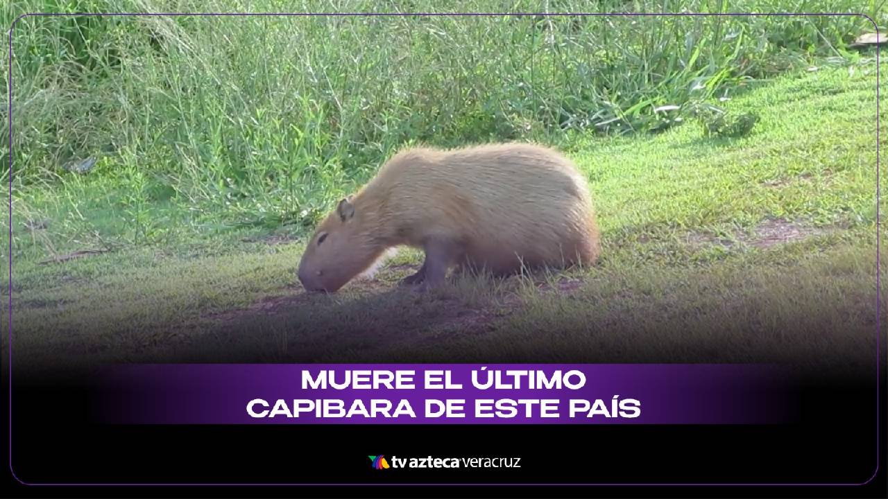 ¿Cómo murió el capibara albino en Uruguay?