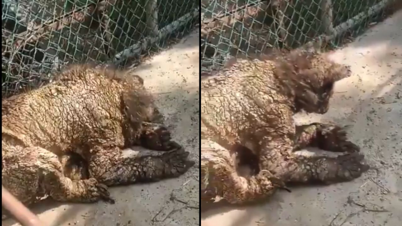 Osezna en estado delicado en zoológico de Nuevo León: Profepa investiga ...