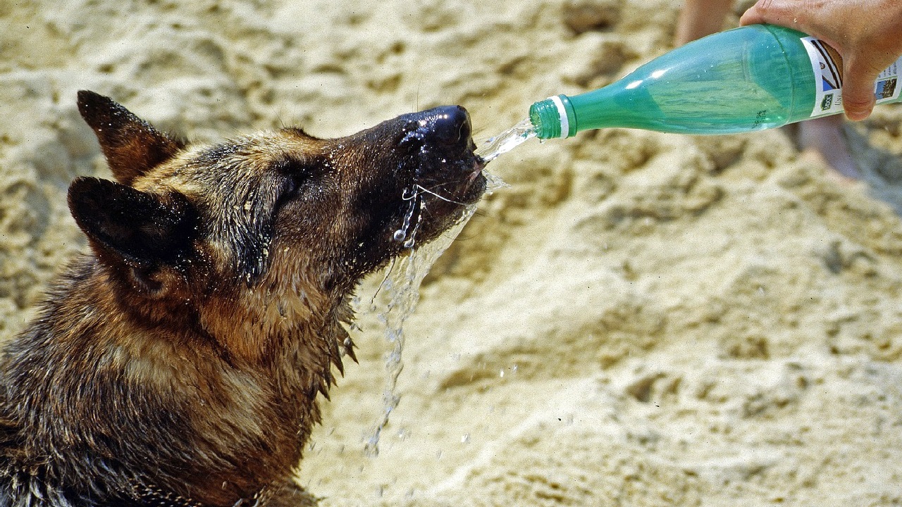 Deshidratación en mascotas: signos de golpe de calor
