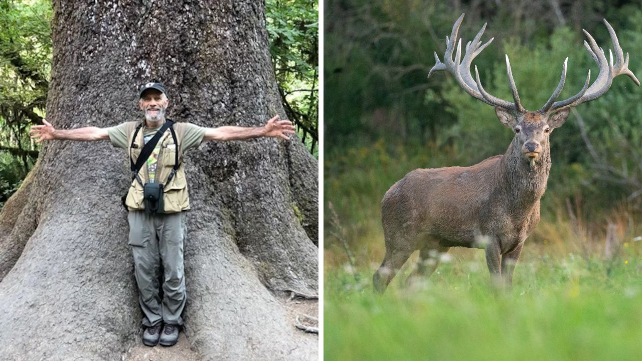 Alce mató a fotógrafo Dale Chorman en alaska, esto sabemos