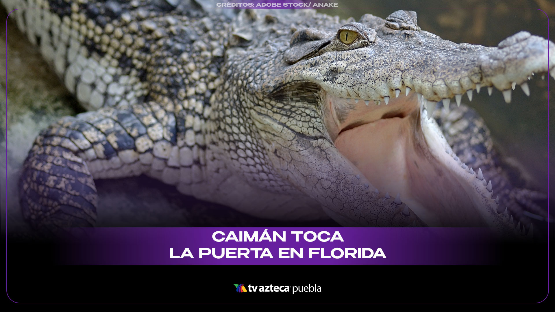 Cámara capta a un caimán golpeando la puerta de una casa en Florida