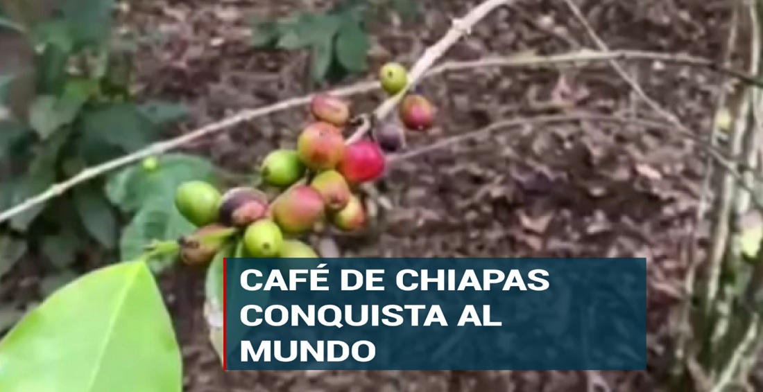 Café de Chiapas premiado como el mejor del mundo