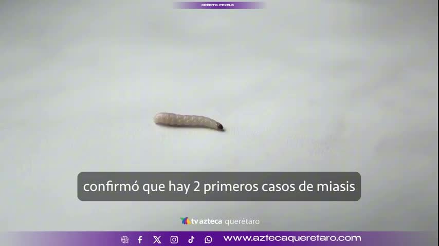 Detectan en México los primeros casos de miasis, una enfermedad ...