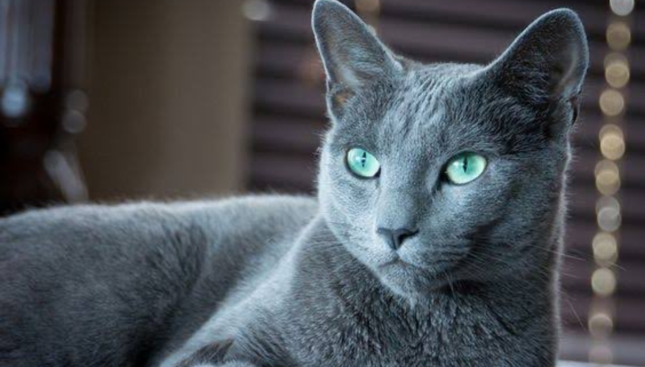Gatos grises: ¿Qué raza son y cuáles son sus cuidados?
