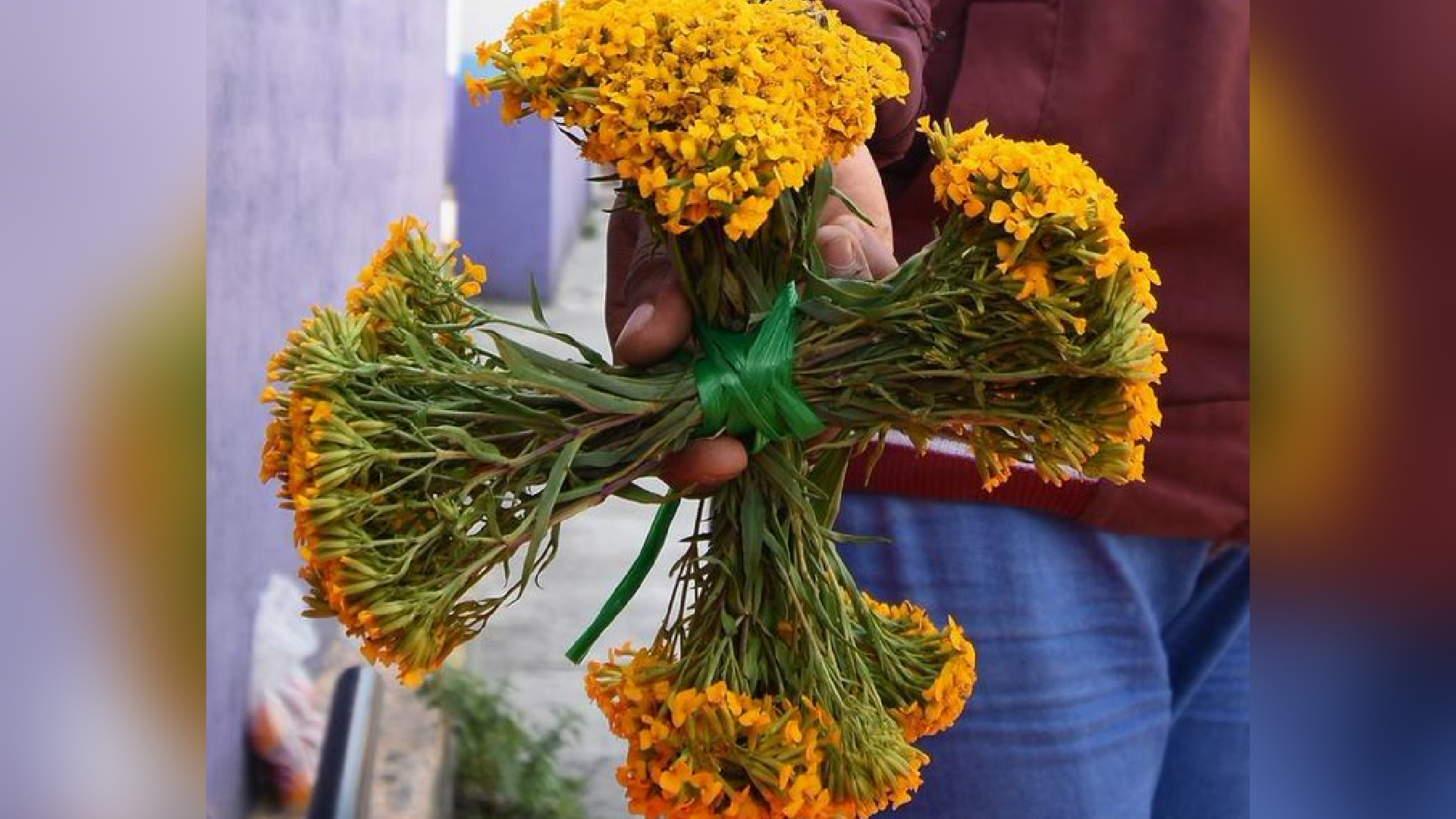 La flor de pericón se encuentra en peligro de extinción