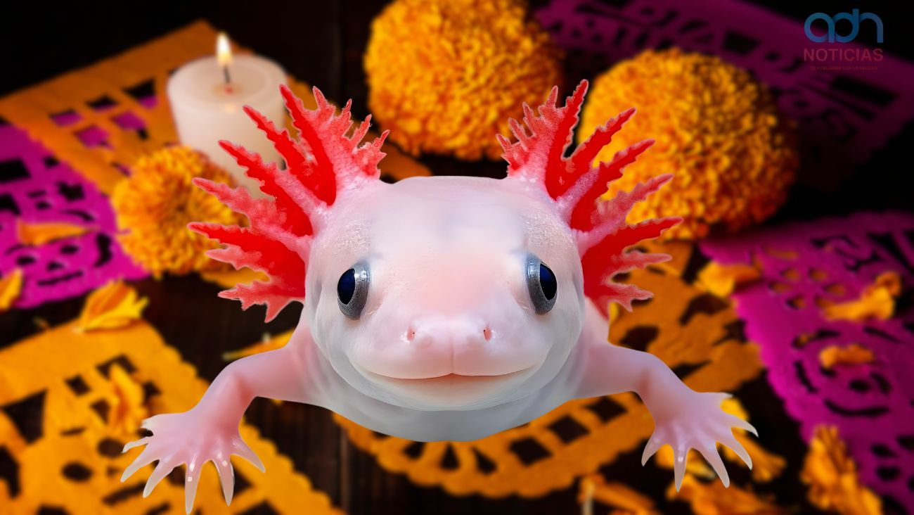 Día de Muertos: Fechas y sede de la Noche del Axolotl 2025