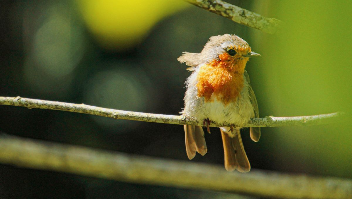 ¿Qué significa que un pájaro se pose en tu balcón, según el Feng Shui?