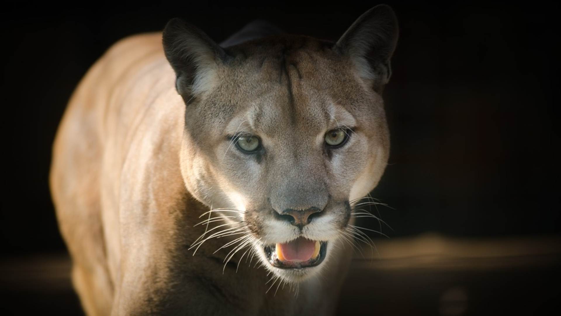 Reportan avistamiento de pumas en poblado de Contreras, Durango