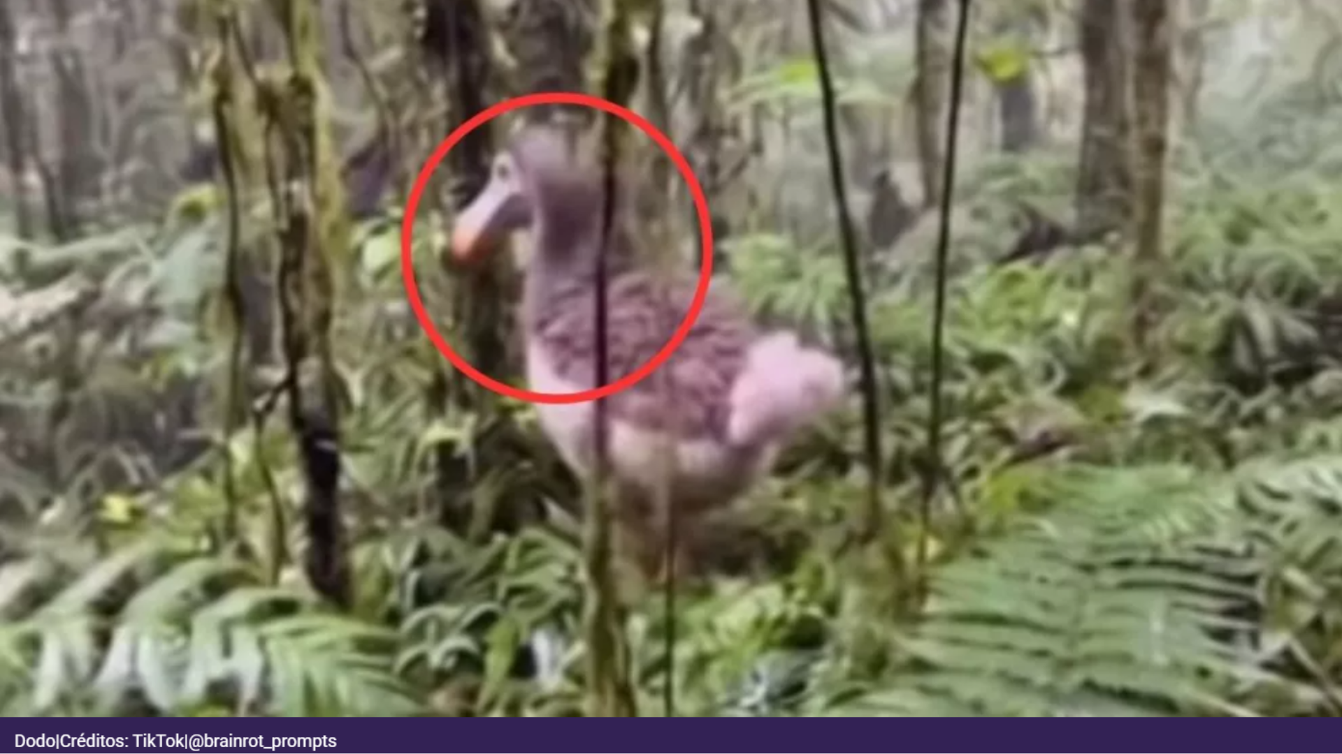 ¿Apareció un pájaro dodo? Video viral en TikTok muestra al ave extinta ...