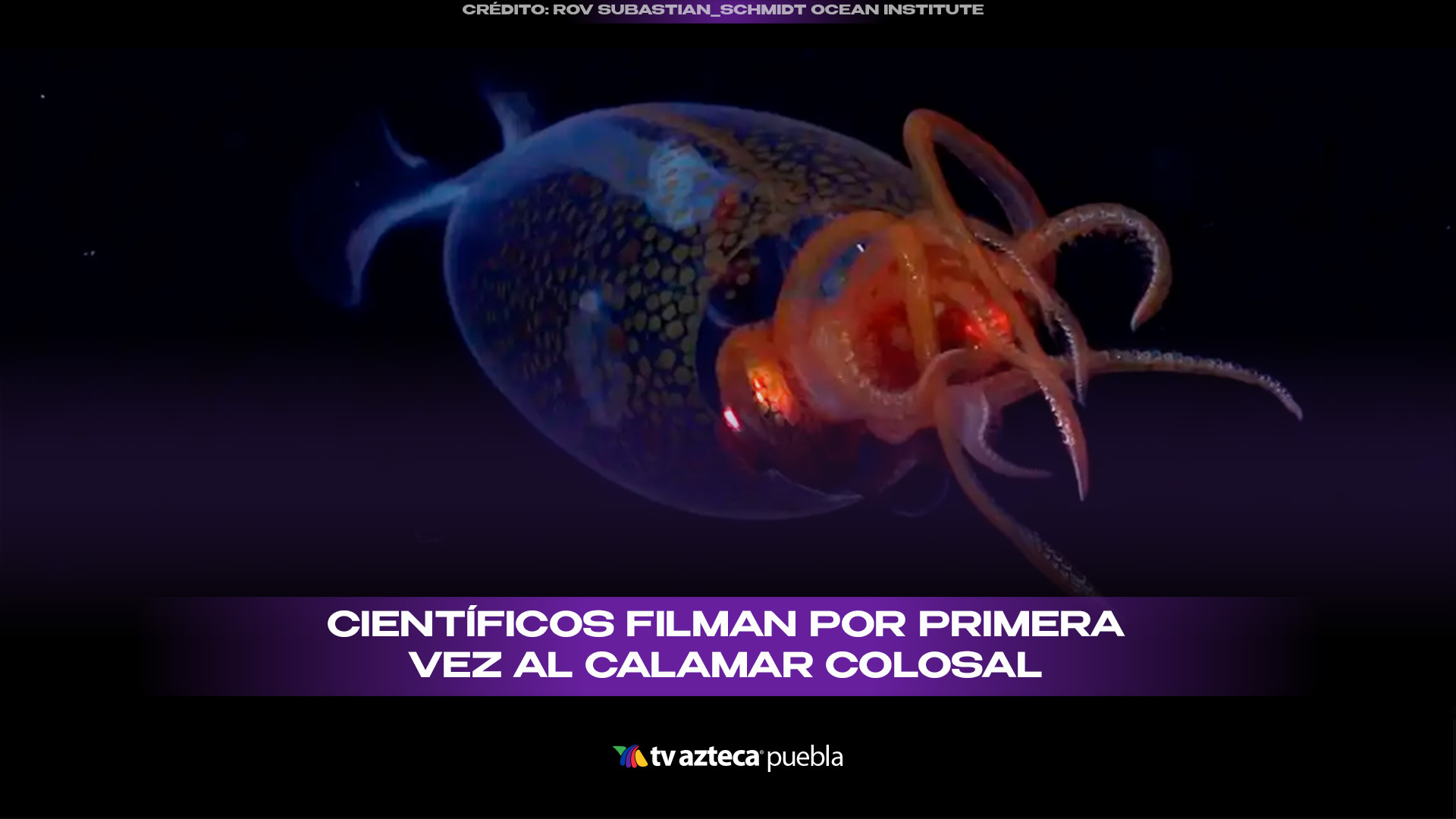 Primer video del calamar colosal en el océano