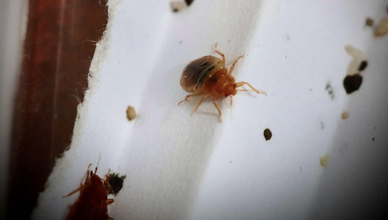 ¿Cómo detectar el olor de la chinche?