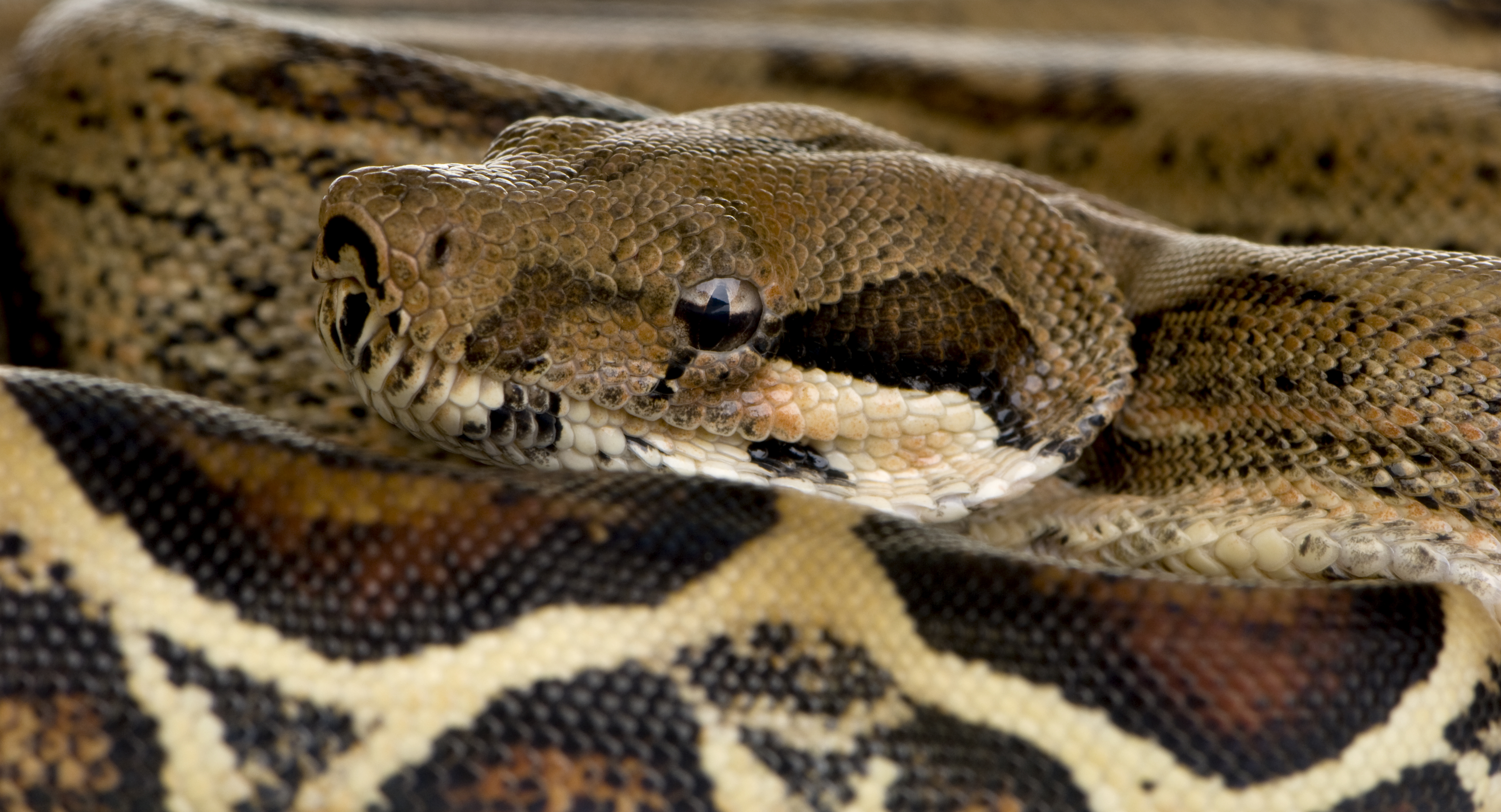 Boa Constrictor es captada en avenida Lak’In en Cancún