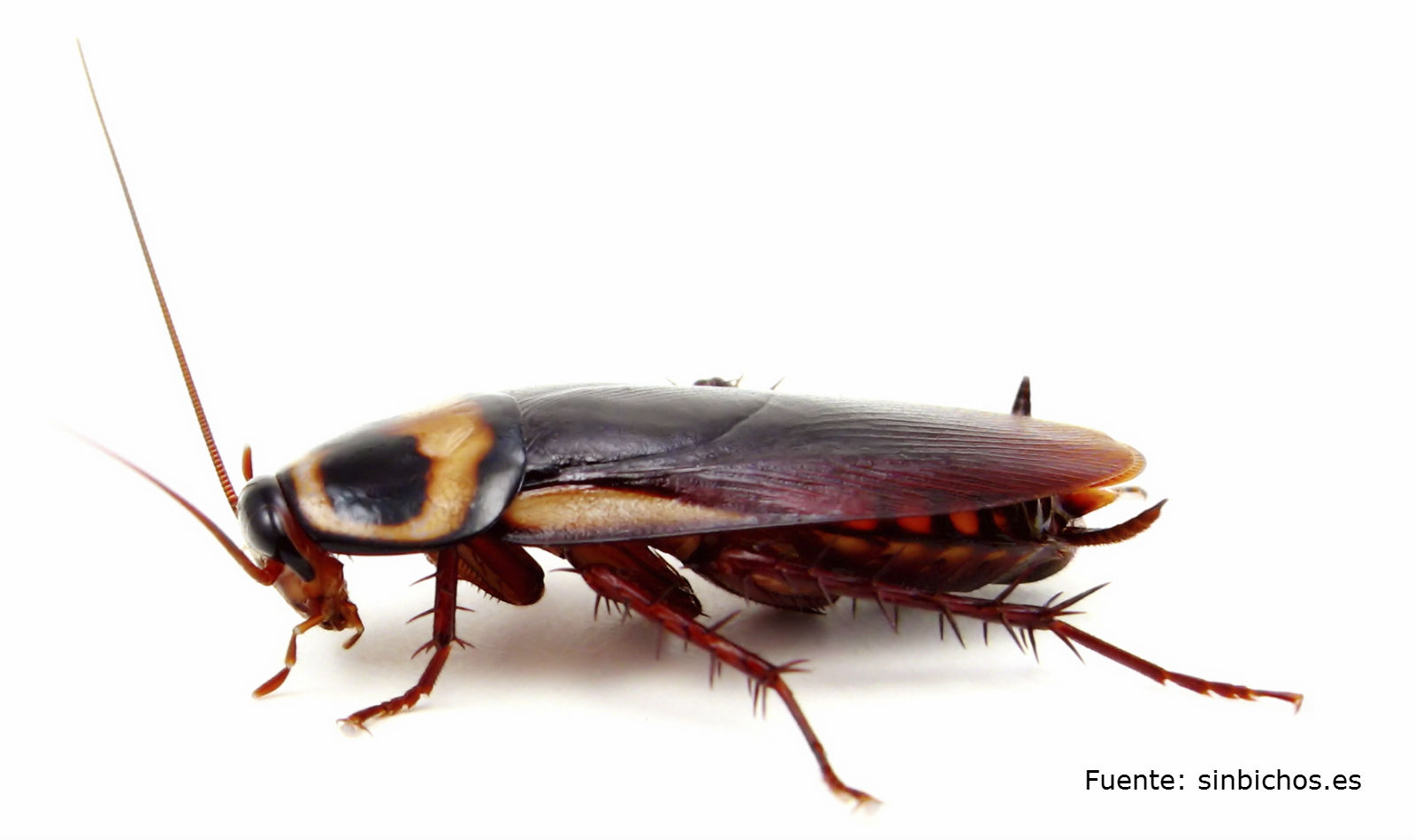 ¿Qué es lo que más atrae a la super cucaracha?