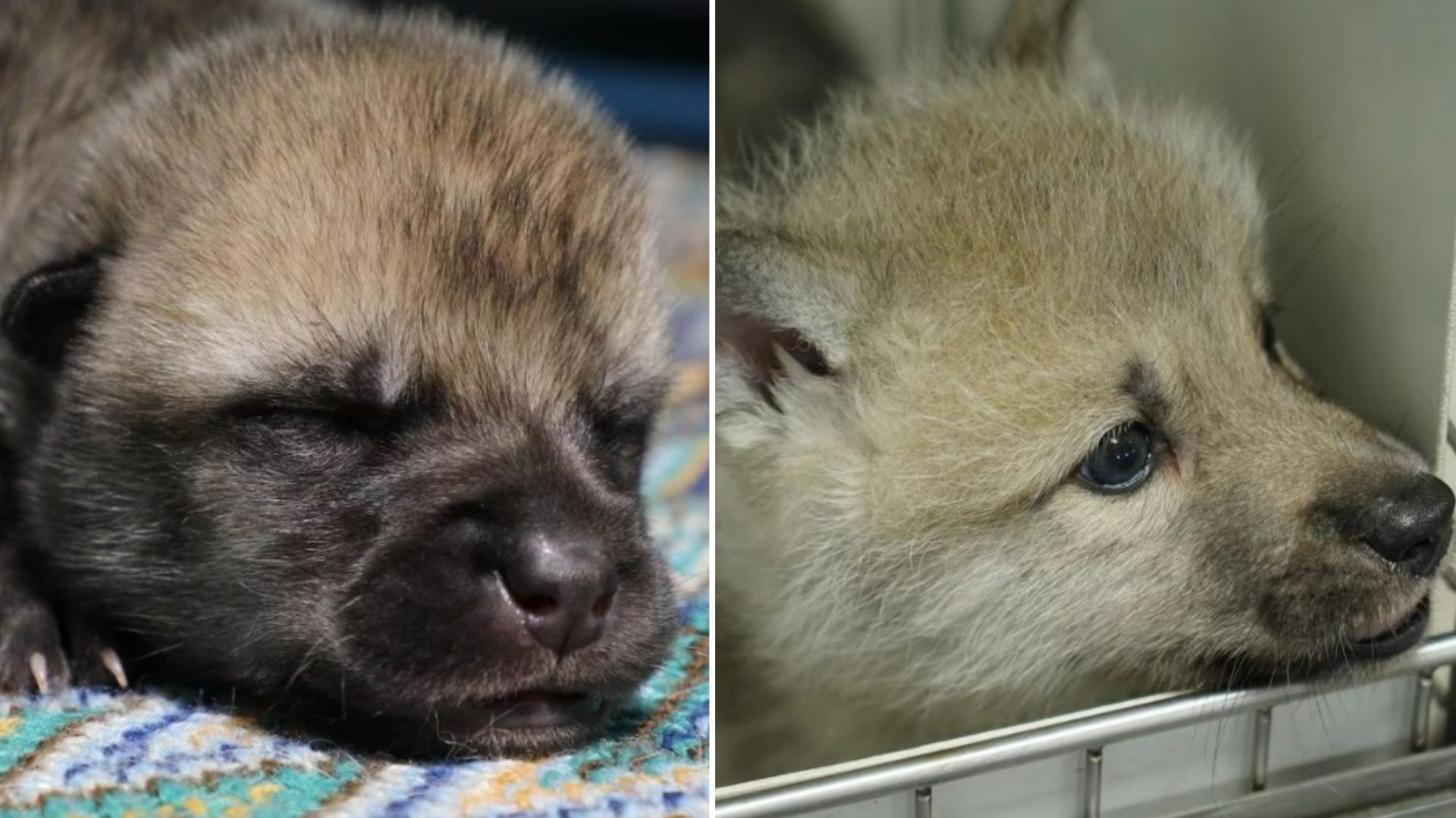 Conoce a “Maya”, la primera cría de lobo clonado en la historia