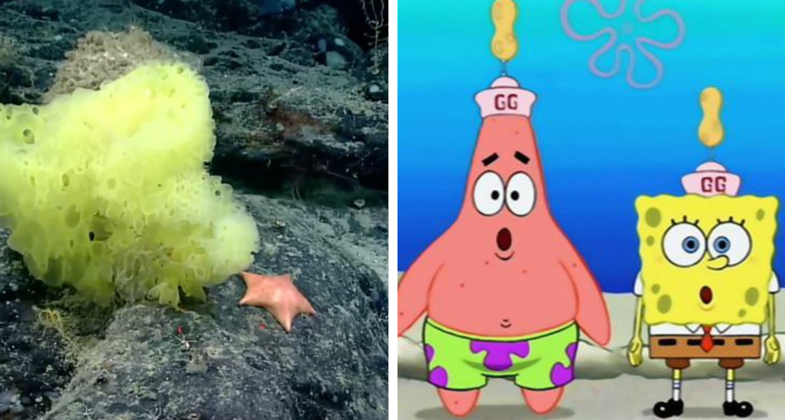 Bob Esponja En La Vida Real Spongebob In Real Life (2022) IMDb