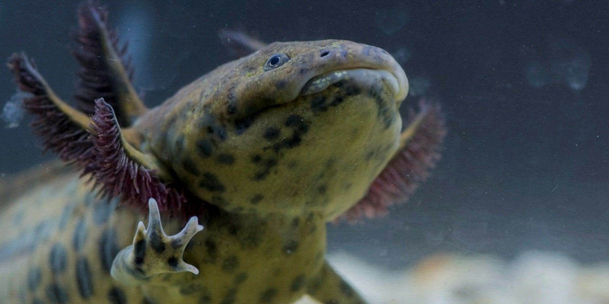 Achoque: El primo más cercano del ajolote, qué es
