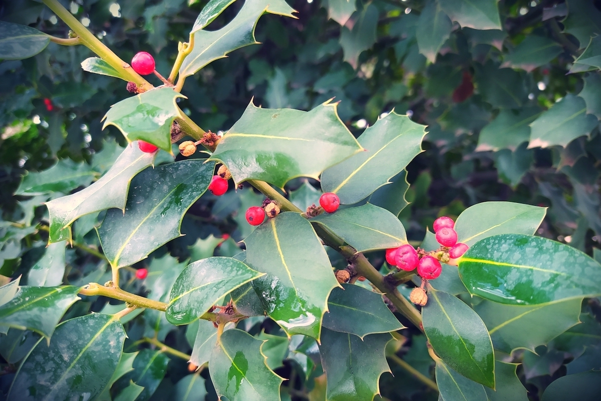 El acebo: mucho más que un símbolo navideño